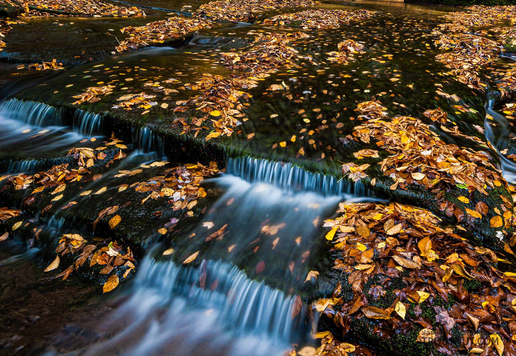 Taxonomic Keys for Aquatic Invertebrate Identification