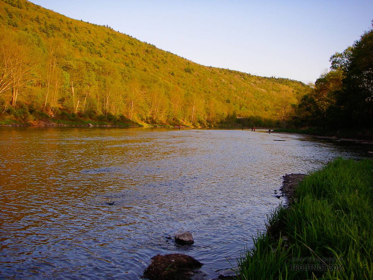 The West Branch of the Delaware River, New York