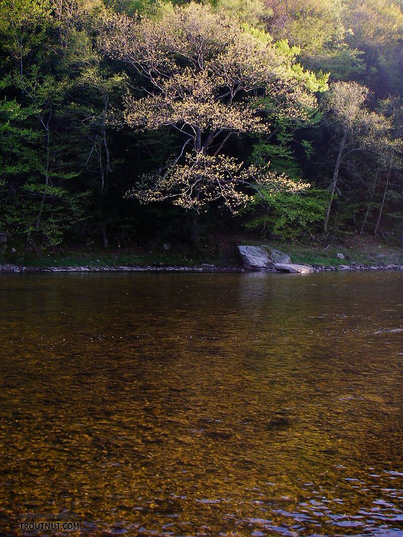 The West Branch of the Delaware River, New York