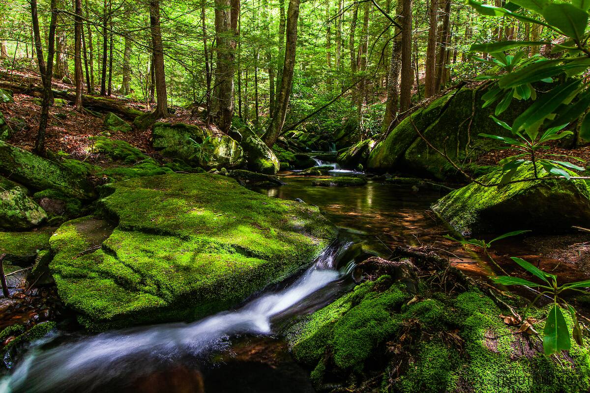 Troutnut's Best Pictures of Trout, Salmon, and Grayling