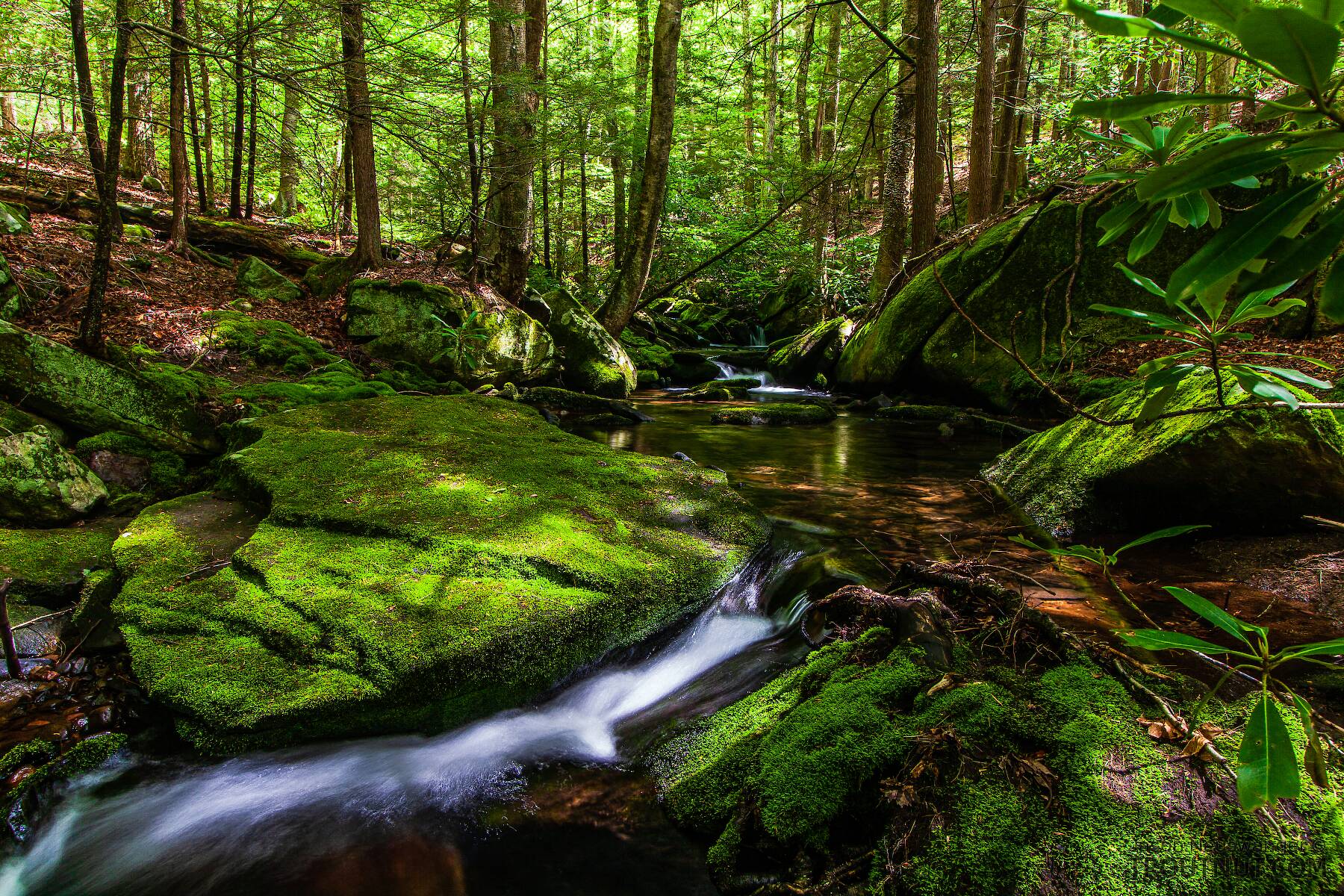 Troutnut's Best Pictures of Trout, Salmon, and Grayling
