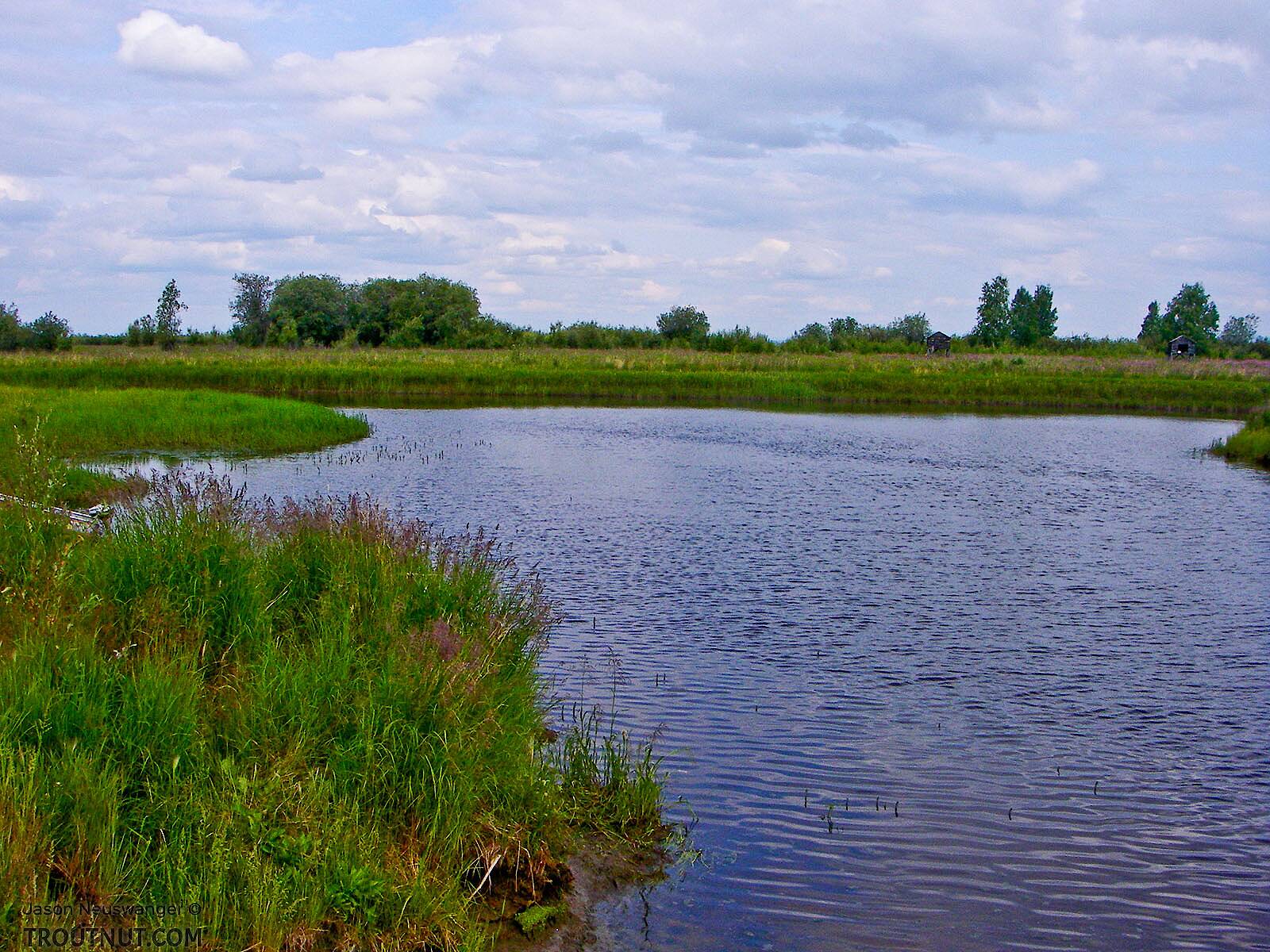 Minto Flats, Alaska