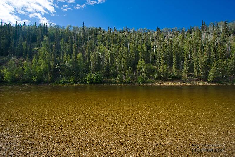 The Salcha River, Alaska