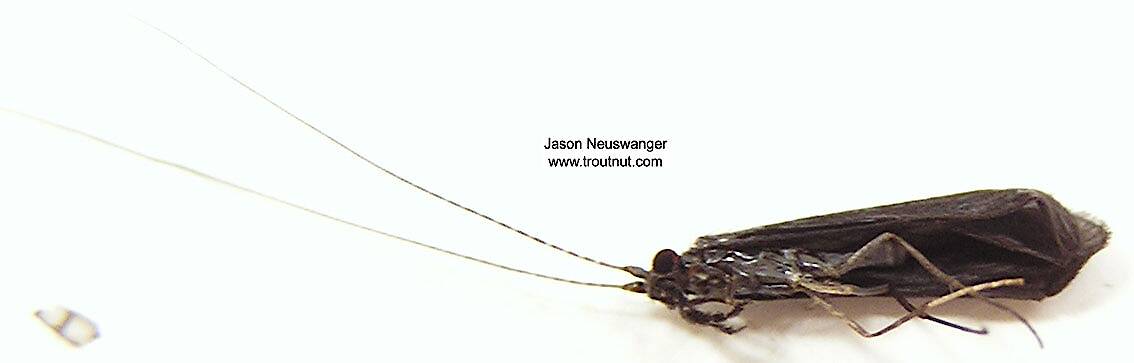 Mystacides sepulchralis (Black Dancer) Caddisfly Adult Pictures