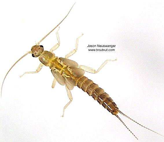 Stonefly Family Capniidae (Snowflies)