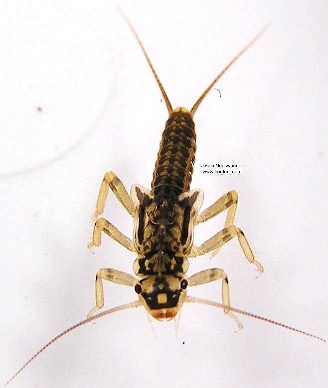 Stonefly Genus Isoperla (Stripetails and Yellow Stones)