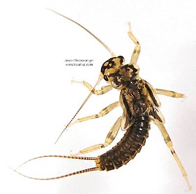 Isoperla (Stripetails and Yellow Stones) Stonefly Nymph Pictures