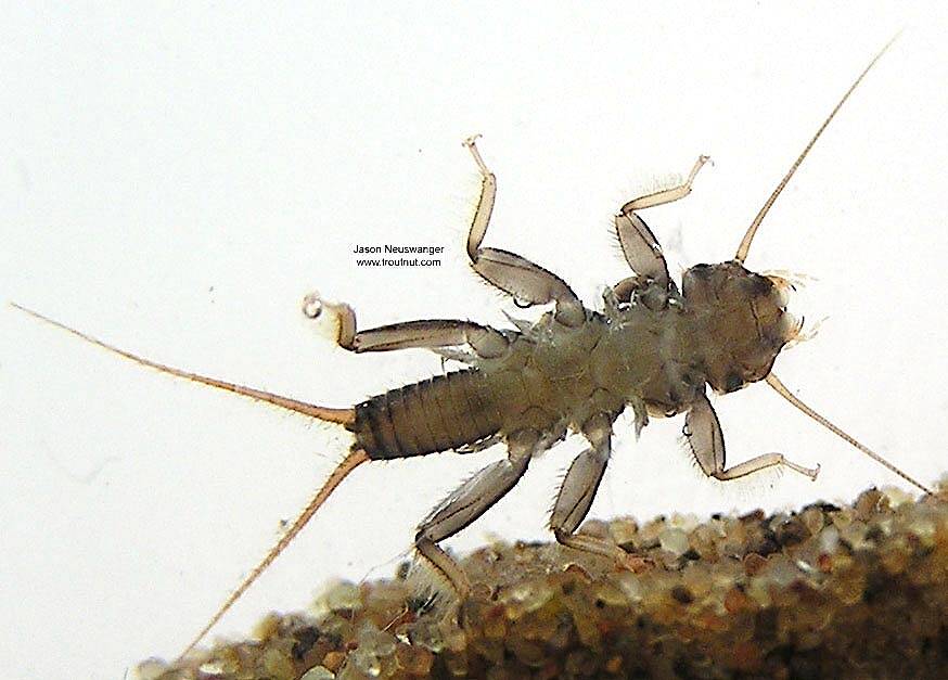 Paragnetina media (Embossed Stonefly) Stonefly Nymph Pictures