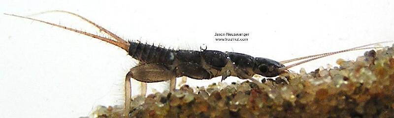 Paragnetina media (Embossed Stonefly) Stonefly Nymph Pictures