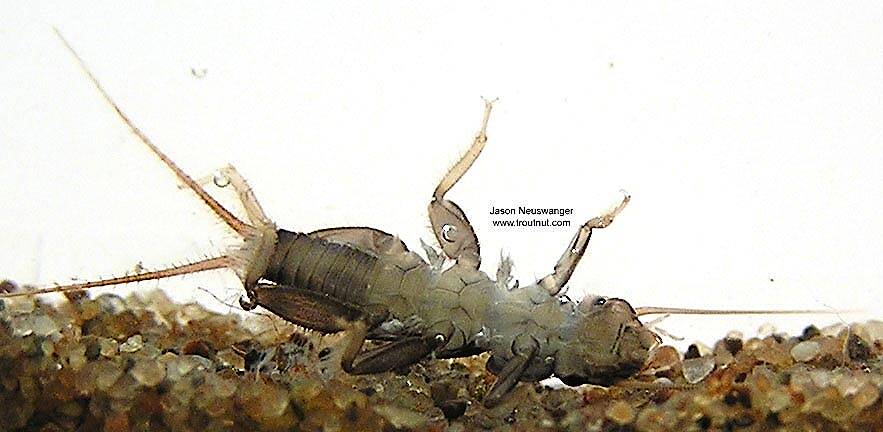 Paragnetina media (Embossed Stonefly) Stonefly Nymph Pictures
