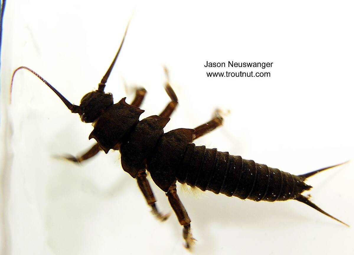 Stonefly Species Pteronarcys dorsata (Salmonflies)