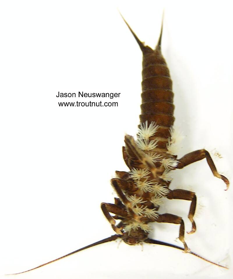 Pteronarcys dorsata (American Salmonfly) Stonefly Nymph Pictures