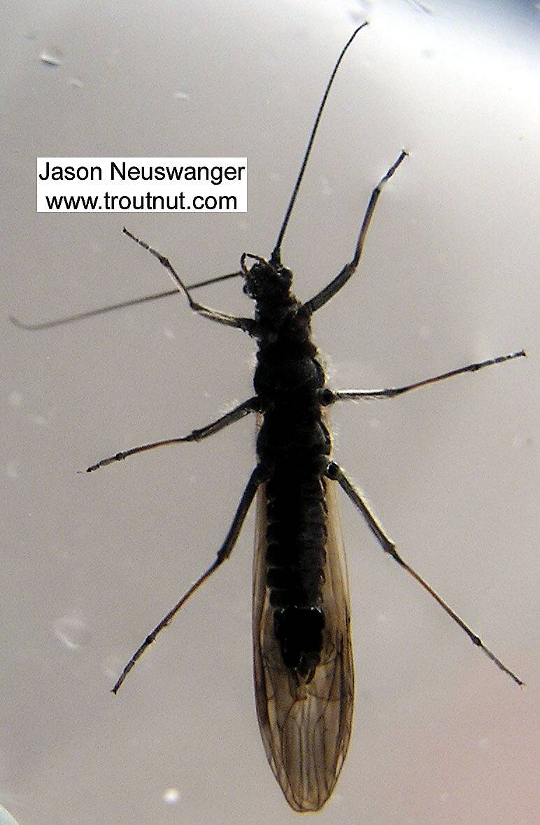 Female Strophopteryx fasciata (Mottled Willowfly) Stonefly Adult Pictures