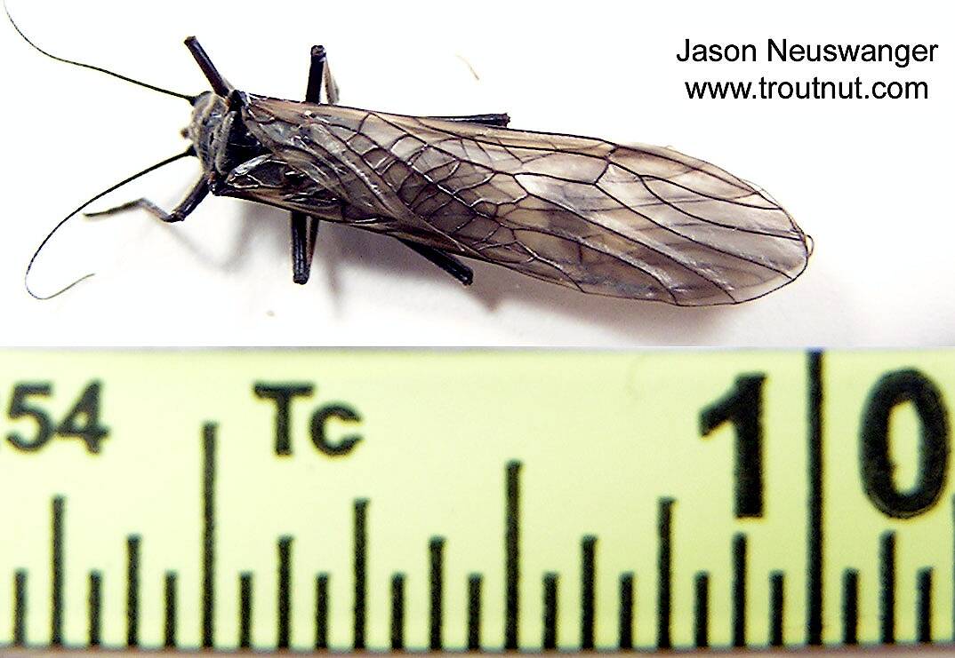 Stonefly Genus Strophopteryx (Early Brown Stoneflies)