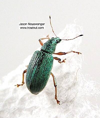 Polydrusus (Green Weevil) Beetle Adult Pictures
