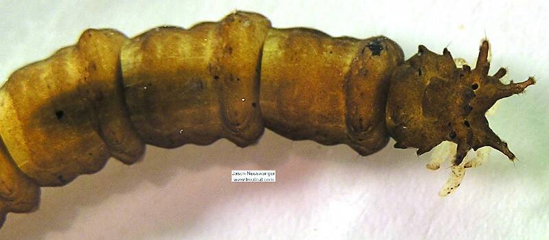 Tipulidae (Crane Fly) True Fly Larva Pictures