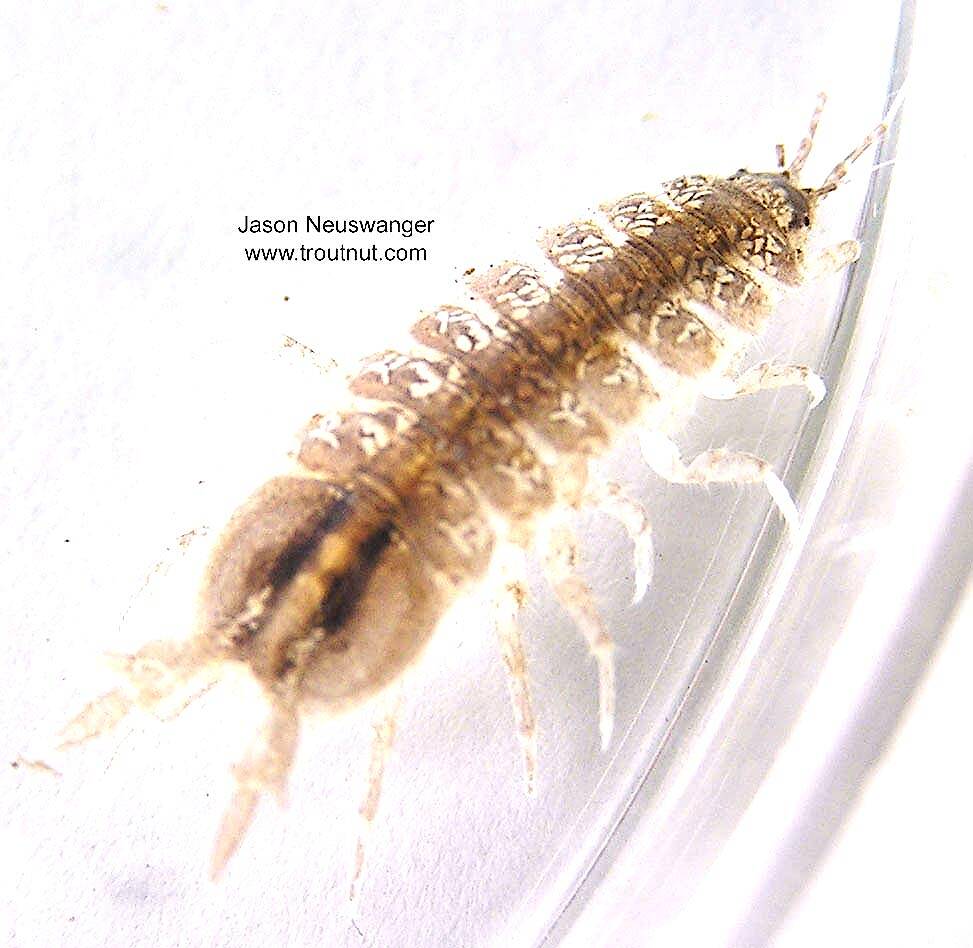 Angler's Illustrated Encyclopedia of Aquatic Entomology