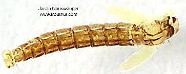 Chironomidae (Midge) True Fly Pupa Pictures