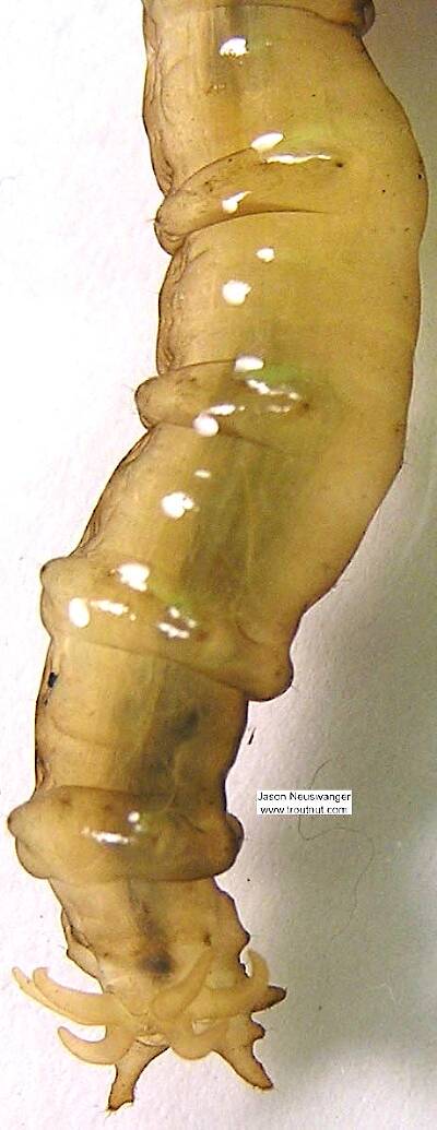 Tipulidae (Crane Fly) True Fly Larva Pictures