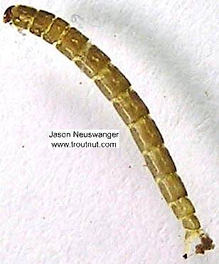 Chironomidae (Midge) True Fly Larva Pictures