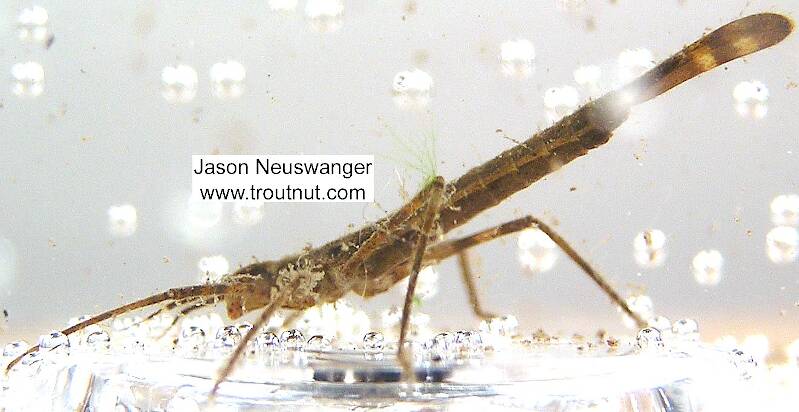 Calopteryx Damselfly Nymph Pictures