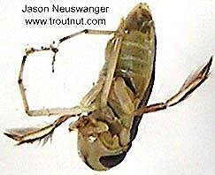 Corixidae (Water Boatman) True Bug Adult Pictures