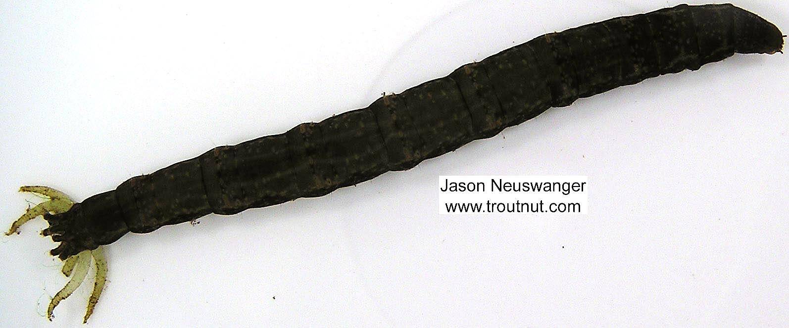 True Fly Family Tipulidae (Crane Flies)