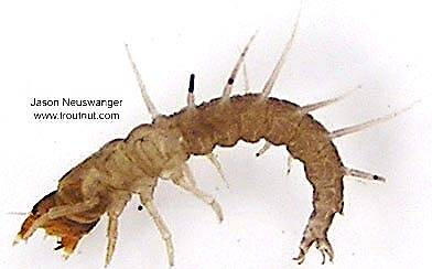 Corydalidae (Hellgrammite) Insect Larva Pictures