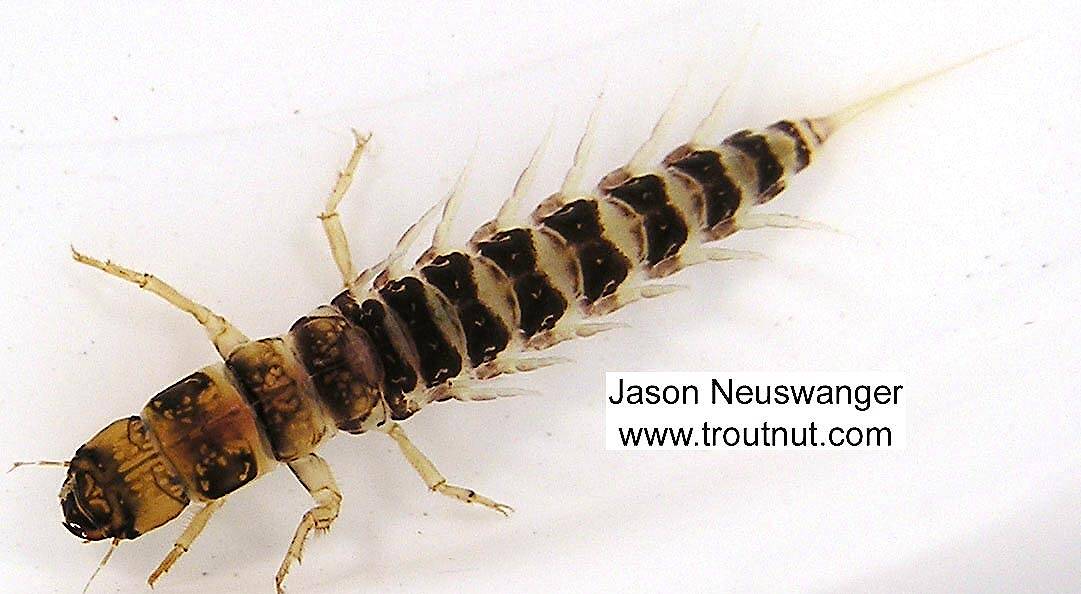 Sialis Alderfly Larva Pictures