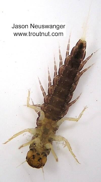 Sialis Alderfly Larva Pictures