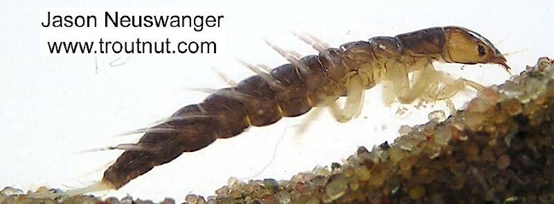Sialis Alderfly Larva Pictures