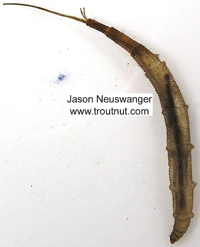 Ptychopteridae (Phantom Crane Fly) True Fly Larva Pictures
