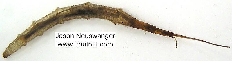 Ptychopteridae (Phantom Crane Fly) True Fly Larva Pictures