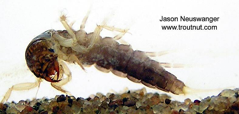 Sialis Alderfly Larva Pictures