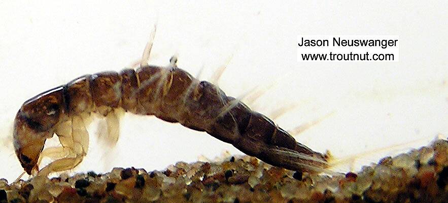 Sialis Alderfly Larva Pictures