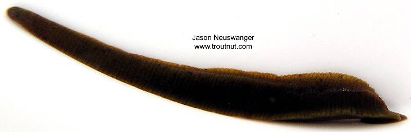 Clitellata-Hirudinae (Leech) Animal Adult Pictures