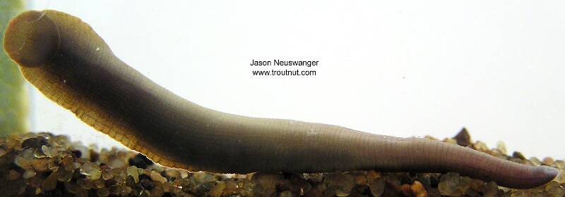 Clitellata-Hirudinae (Leech) Animal Adult Pictures