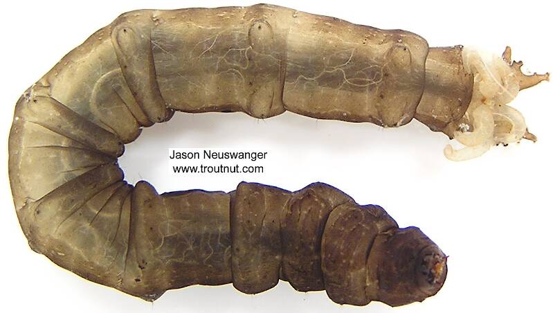 Tipulidae (Crane Fly) True Fly Larva Pictures