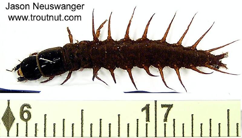 Corydalidae (Hellgrammite) Insect Larva Pictures