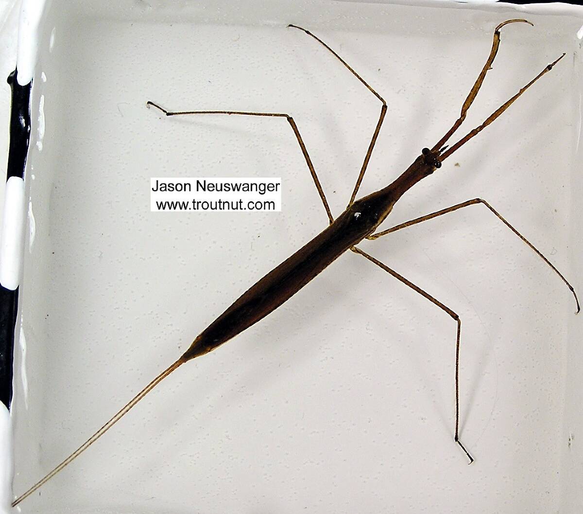 Ranatra Water Scorpion Adult Pictures