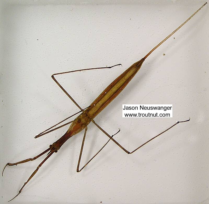 Ranatra Water Scorpion Adult Pictures