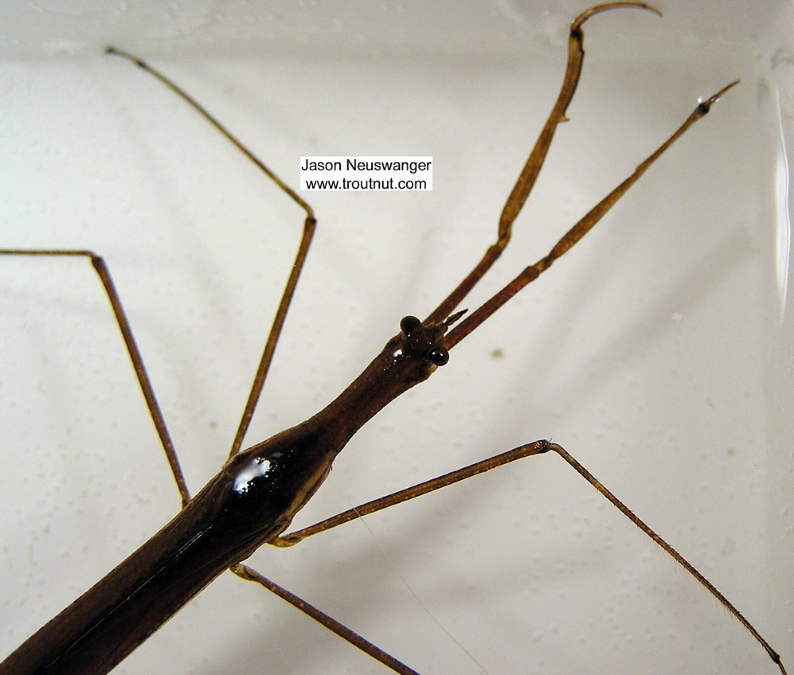 Ranatra Water Scorpion Adult Pictures