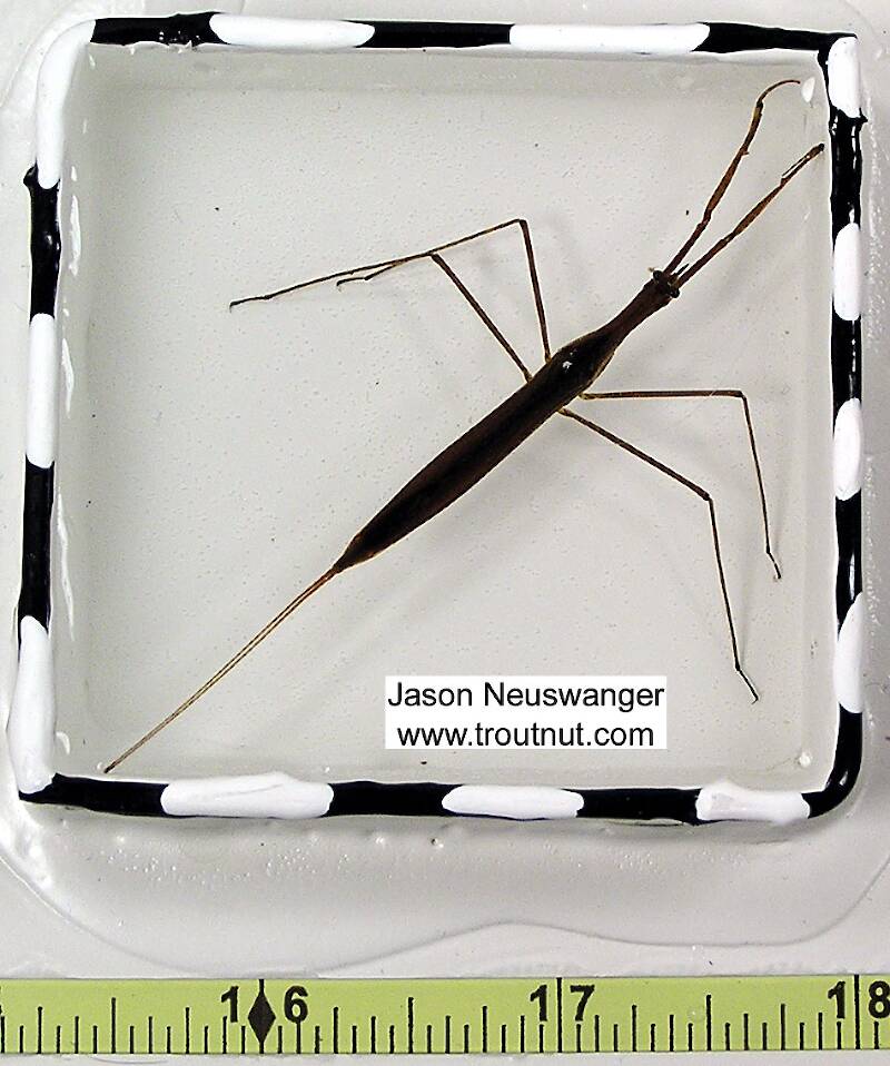 Ranatra Water Scorpion Adult Pictures