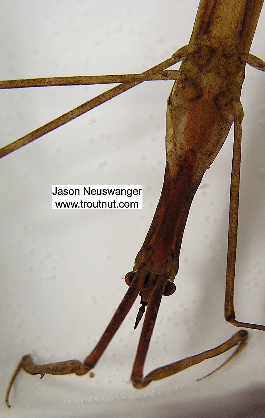 Ranatra Water Scorpion Adult Pictures