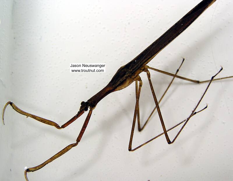 Ranatra Water Scorpion Adult Pictures
