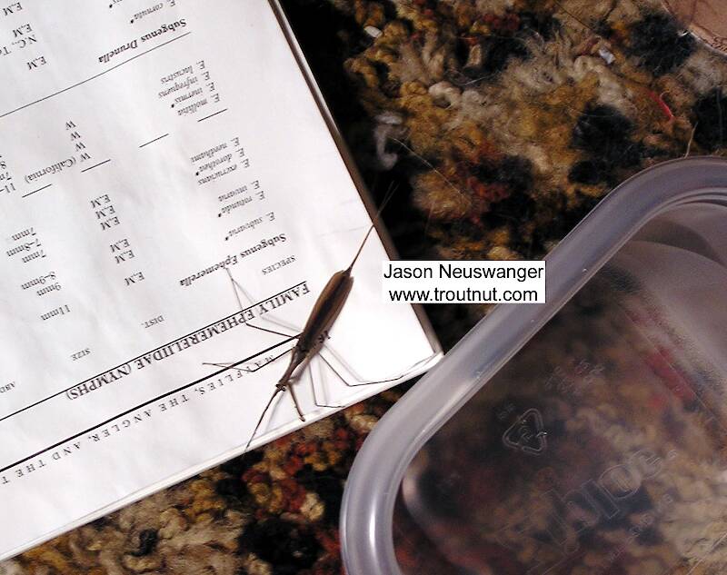 Ranatra Water Scorpion Adult Pictures