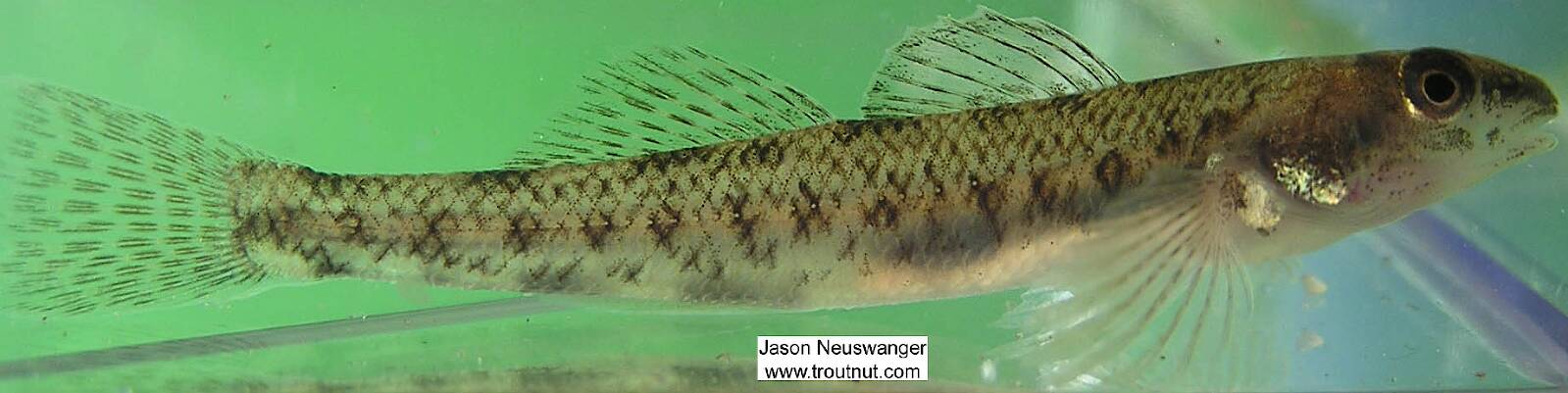 Percidae (Perch, Walleyes, and Darters) Fish Adult Pictures