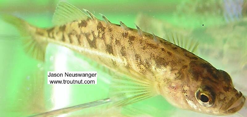 Gasterosteidae (Stickleback) Fish Adult Pictures
