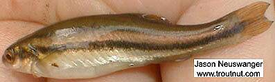 Cyprinidae (Minnow) Fish Adult Pictures