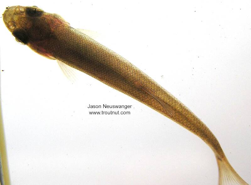 Cyprinidae (Minnow) Fish Adult Pictures